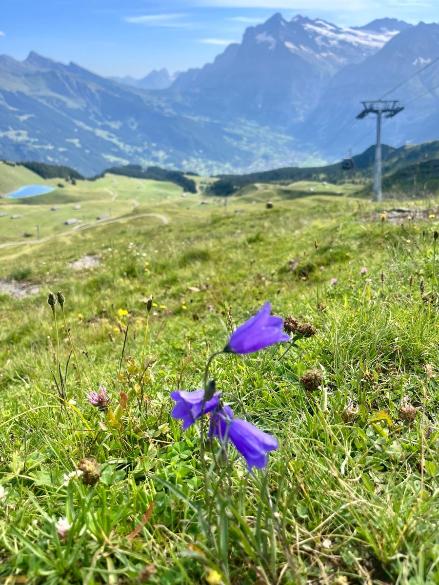 Family Adventure Awaits: Top Kid-Friendly Hikes in the Swiss Alps - Dad ...